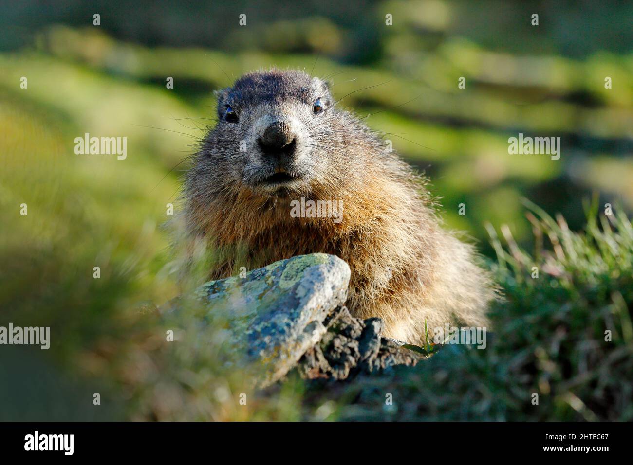 Cute Marmot