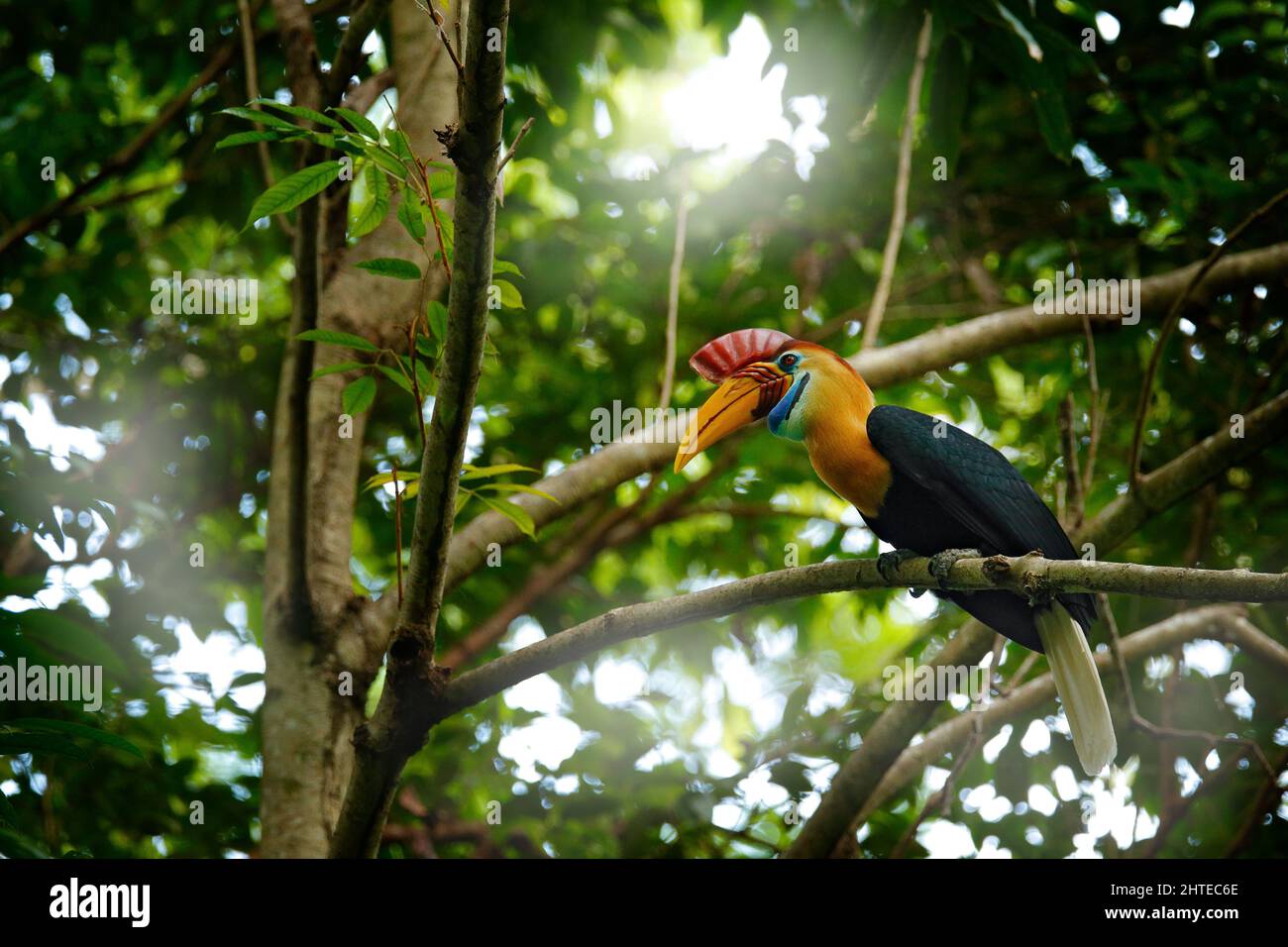 Black hornbill nest hi-res stock photography and images - Alamy