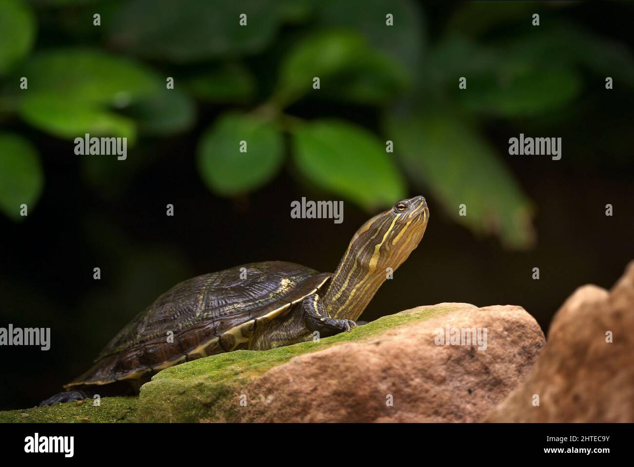 Turtle in the nature habitat, wildlife in Cuba. Cuban slider, Trachemys ...