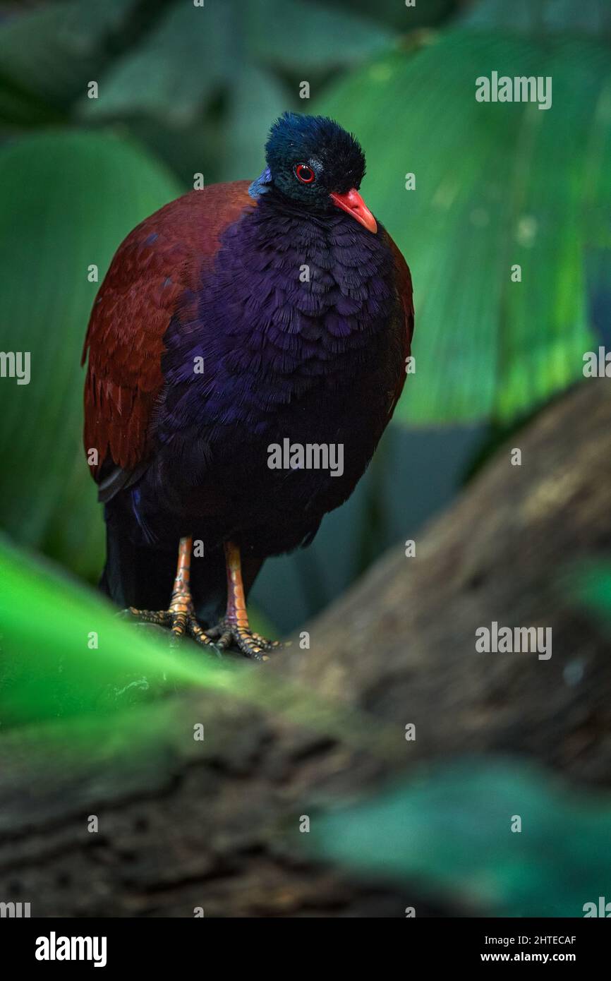 Pheasant pigeon, Otidiphaps nobilis, big dark violet bird in the nature ...