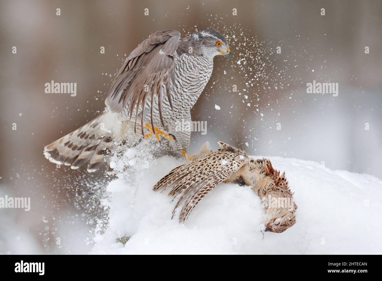 Winter wildlife, bird of prey with catch in snow. Animal behaviour in ...