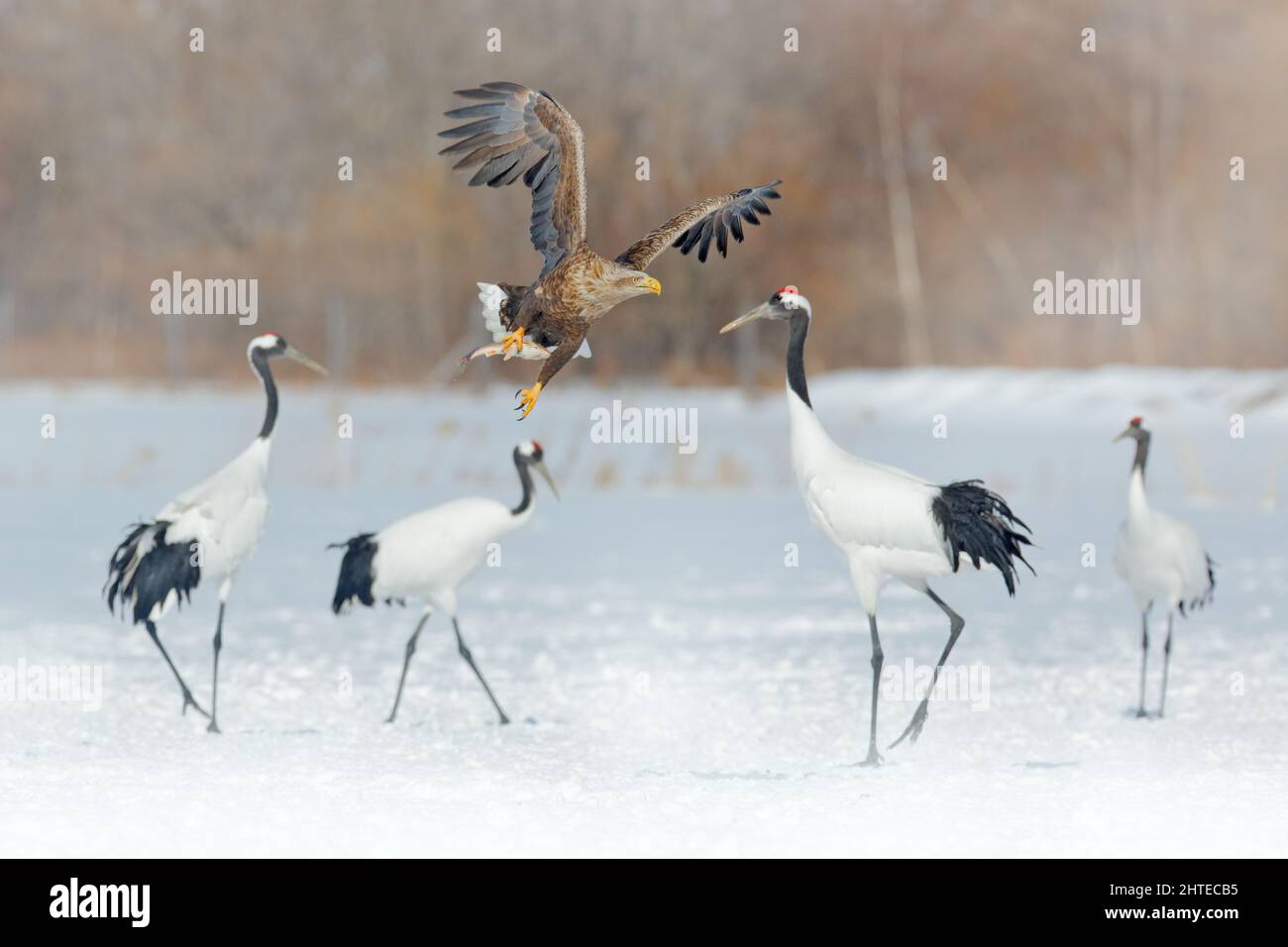 Snow dance in nature. Wildlife scene from snowy nature. Cold winter ...