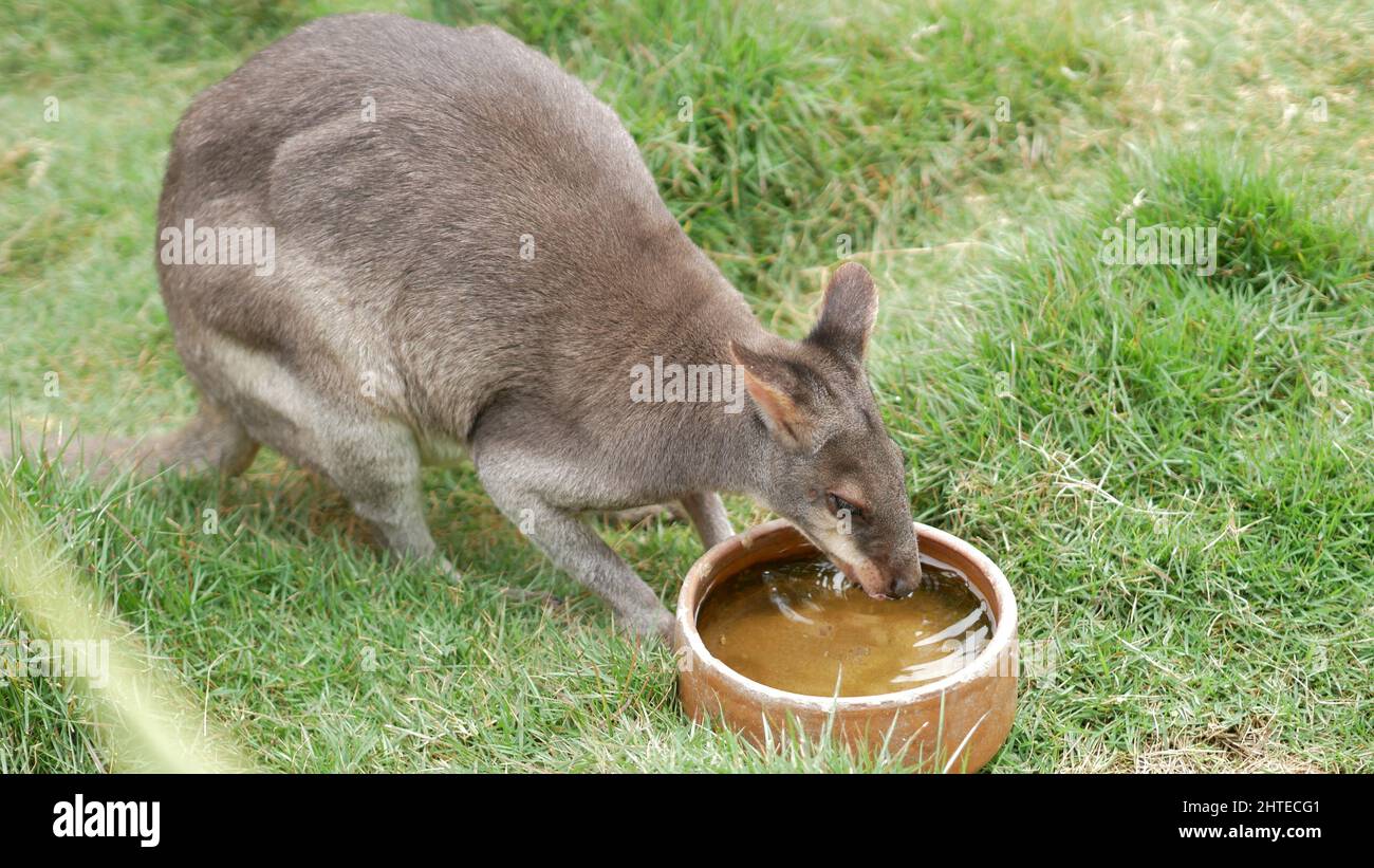 High angle view of a kangaroo drinking water in Cameron highland show ...
