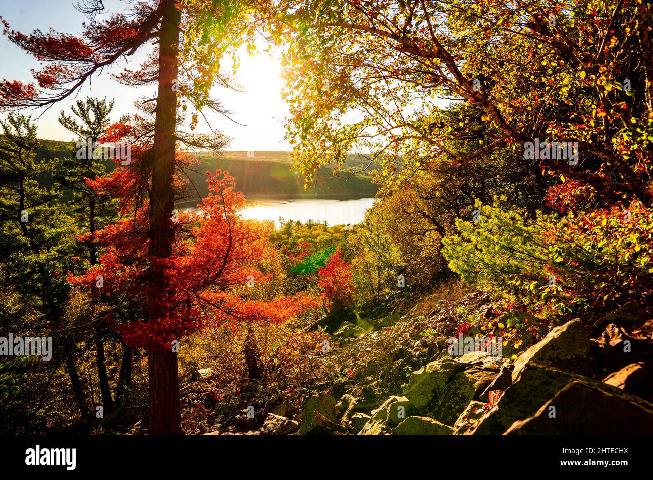 Beautiful sun-drenched landscape in a forest Stock Photo - Alamy
