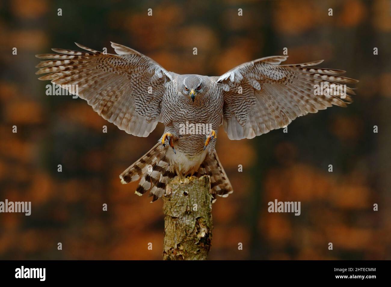 Goshawk flying, bird of prey with open wings with evening sun back ...