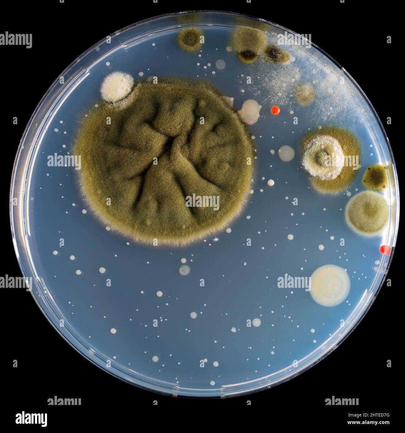 Mold and bacteria on Petri dish Stock Photo - Alamy