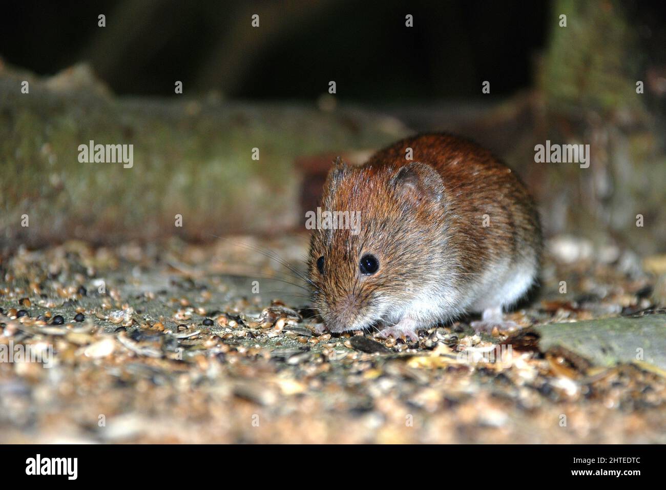 Closeup shot of a small common vole Stock Photo - Alamy