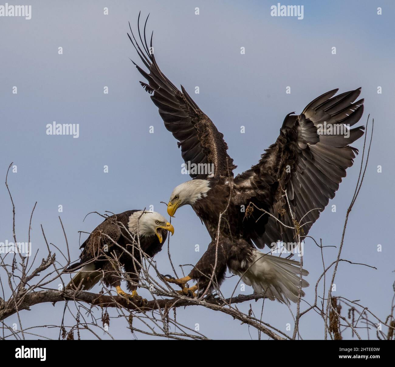 Eagles captured hi-res stock photography and images - Alamy