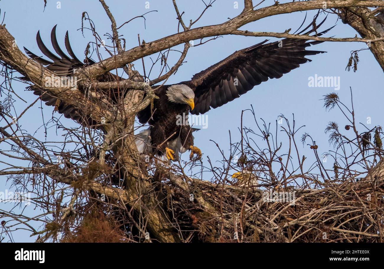 Bald eagle captured during the fight Stock Photo - Alamy