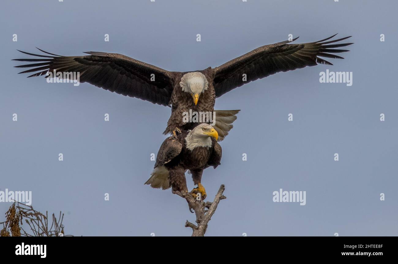 Eagles captured hi-res stock photography and images - Alamy
