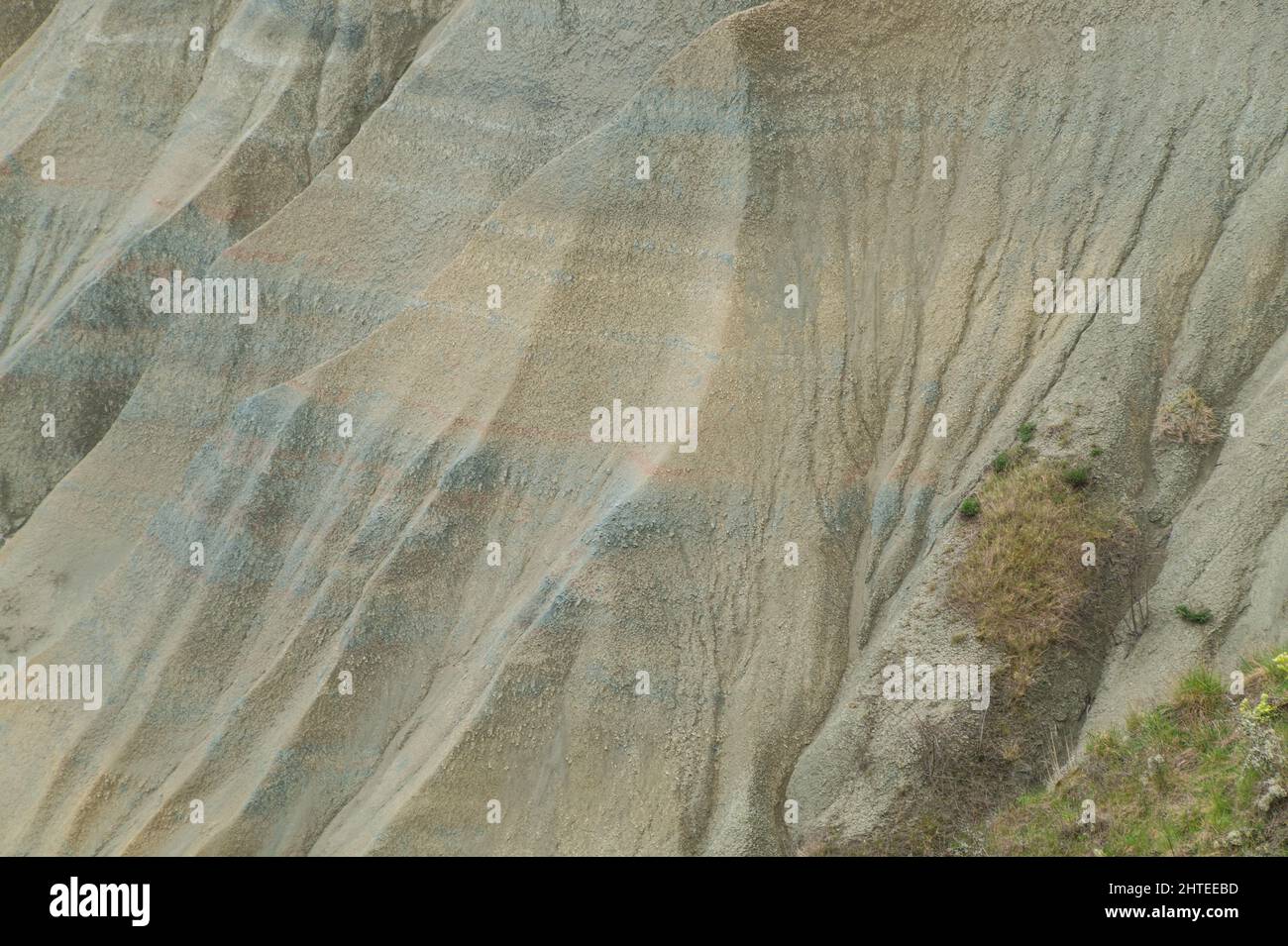 Closeup of Ravine Corboeuf tree and sandhills in the background Stock ...