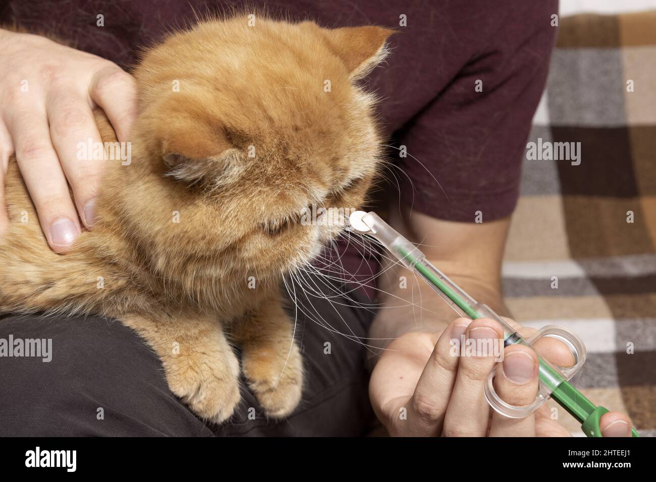 A man at home gives a pill to a sick cat of an exotic shorthair breed ...