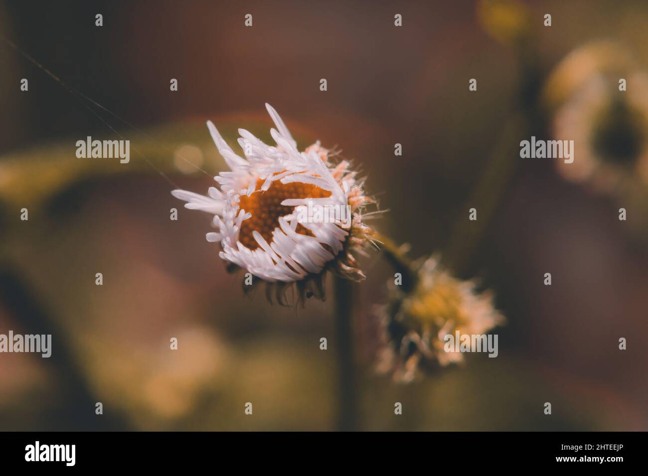 Tine flower hi-res stock photography and images - Alamy
