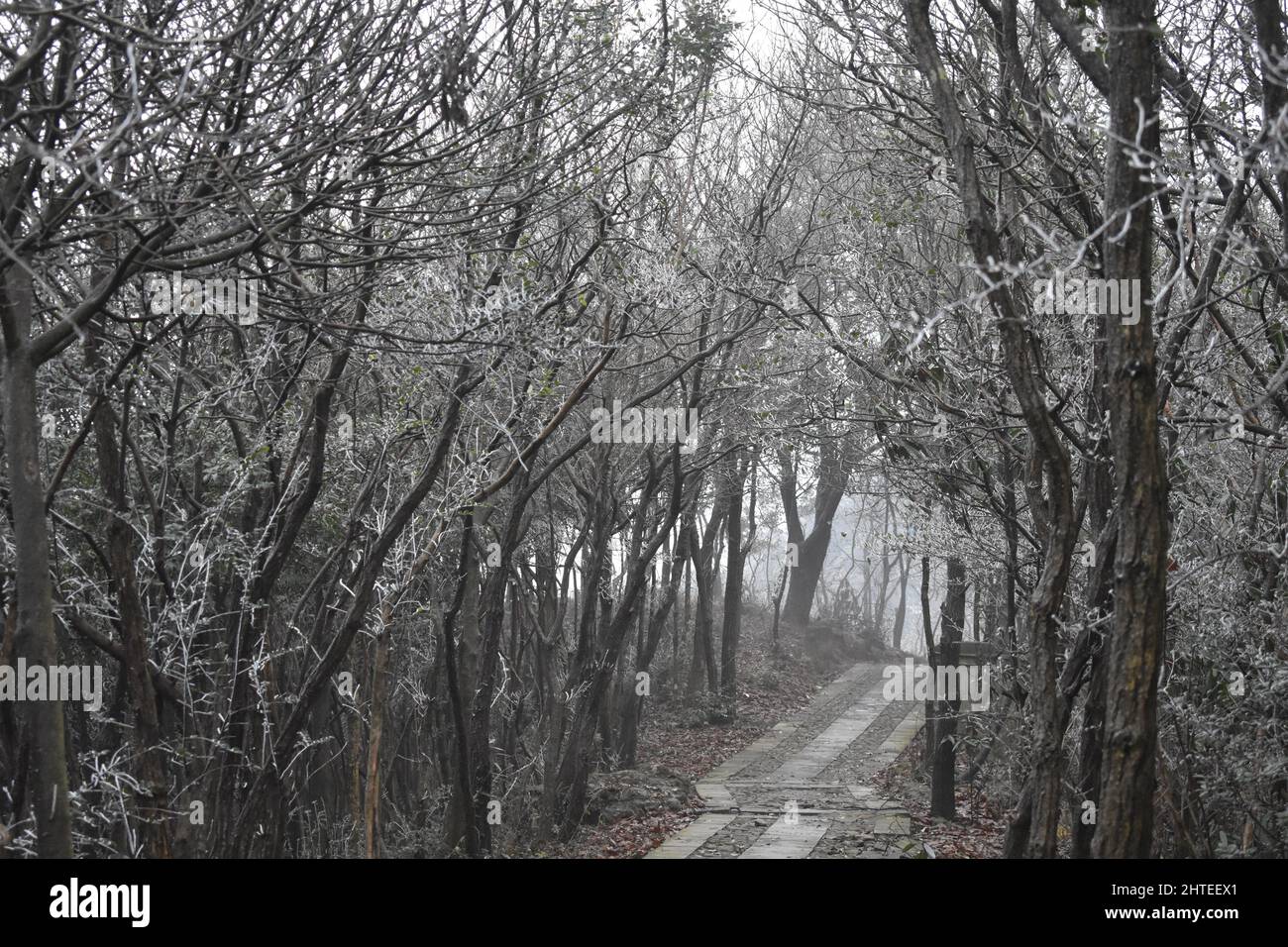 A path surrounded by leafless trees in a frozen forest Stock Photo - Alamy