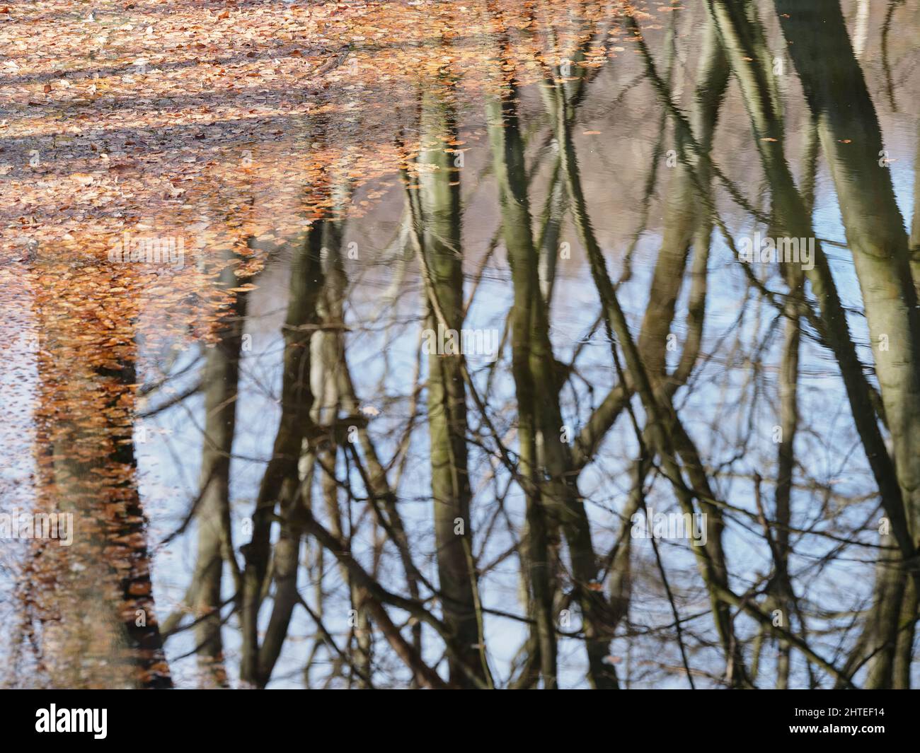 Reflection of tree trunks in a lake as an impressionist painting Stock ...