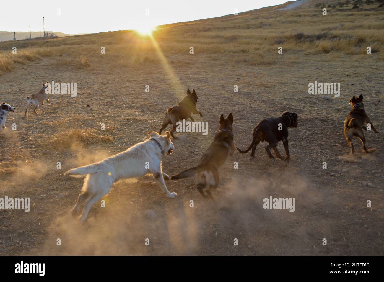 Trains dogs and a group of different dogs Stock Photo - Alamy