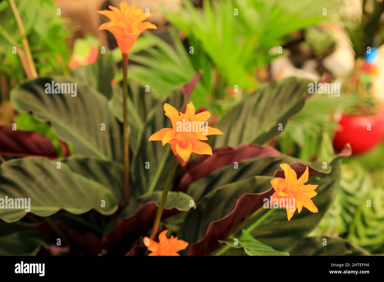 Beautiful colorful Calathea Crocata plants in the garden Stock Photo ...