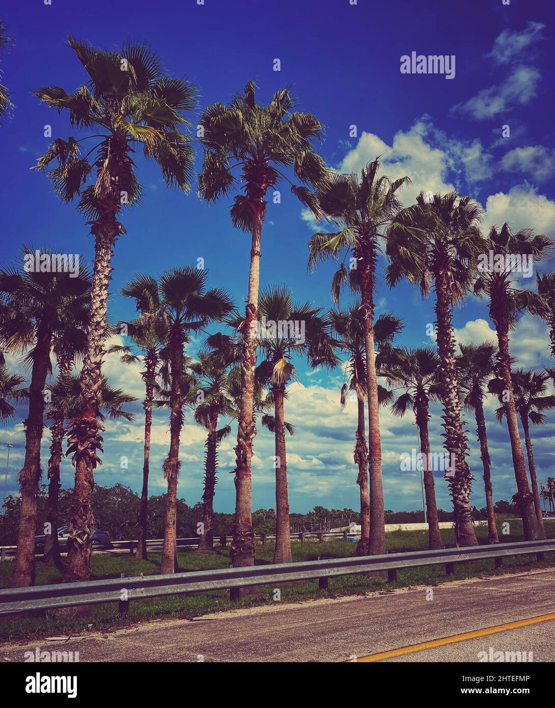 Beautiful view of palm trees in Miami, United States Stock Photo - Alamy