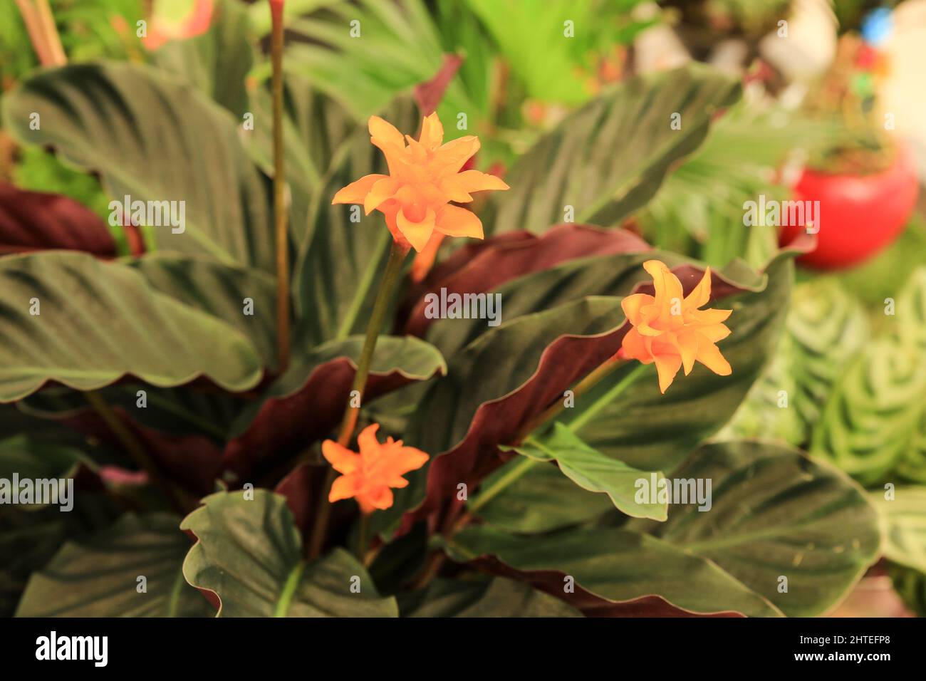 Beautiful colorful Calathea Crocata plants in the garden Stock Photo ...