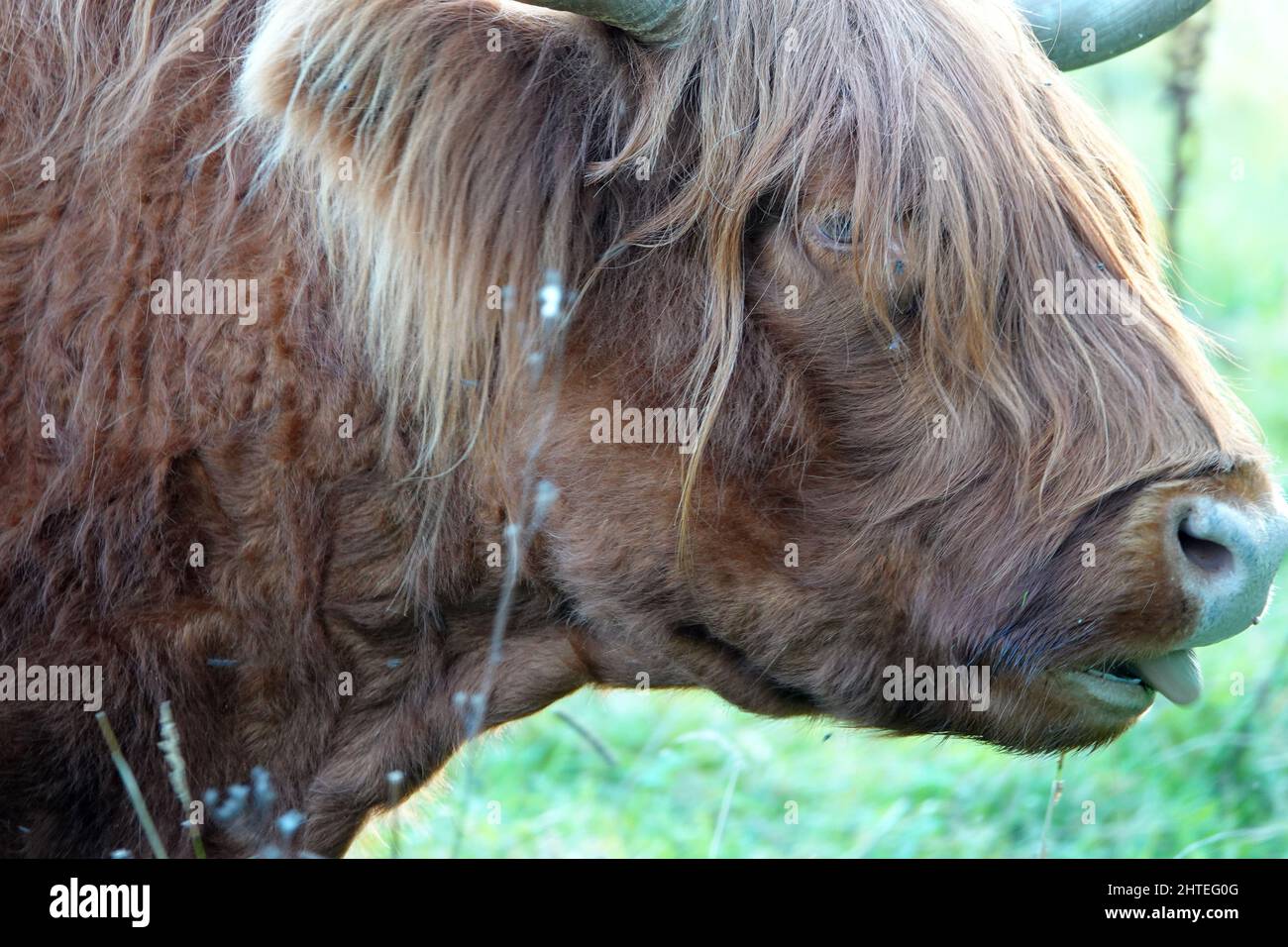 Closeup of the head of a giant brown bull in a green field Stock Photo ...