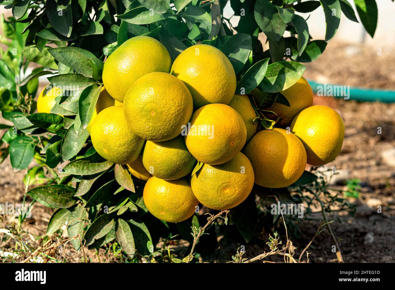 Bunch of oranges hi-res stock photography and images - Alamy