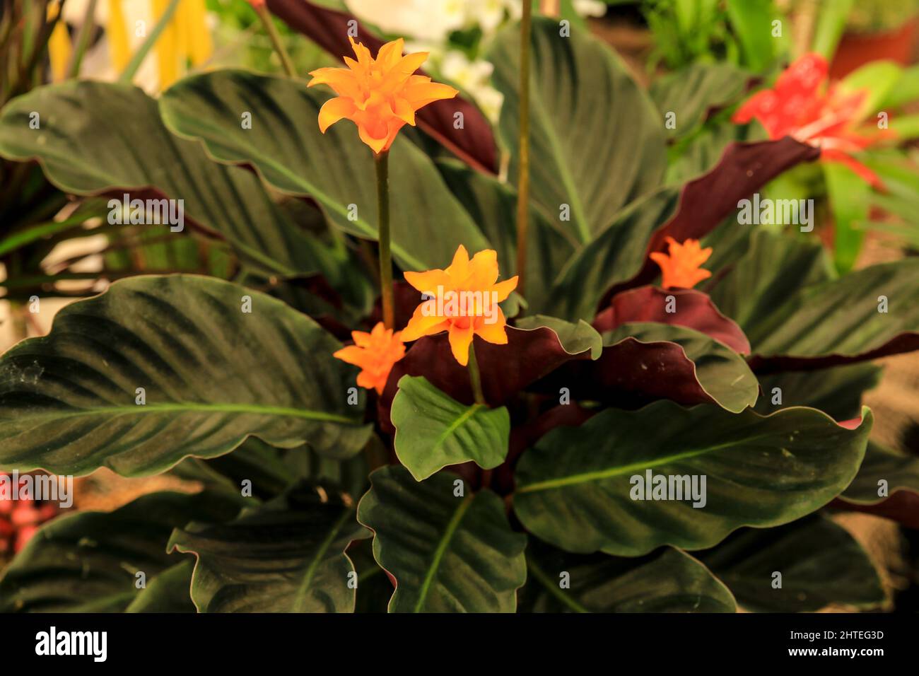 Beautiful colorful Calathea Crocata plants in the garden Stock Photo ...
