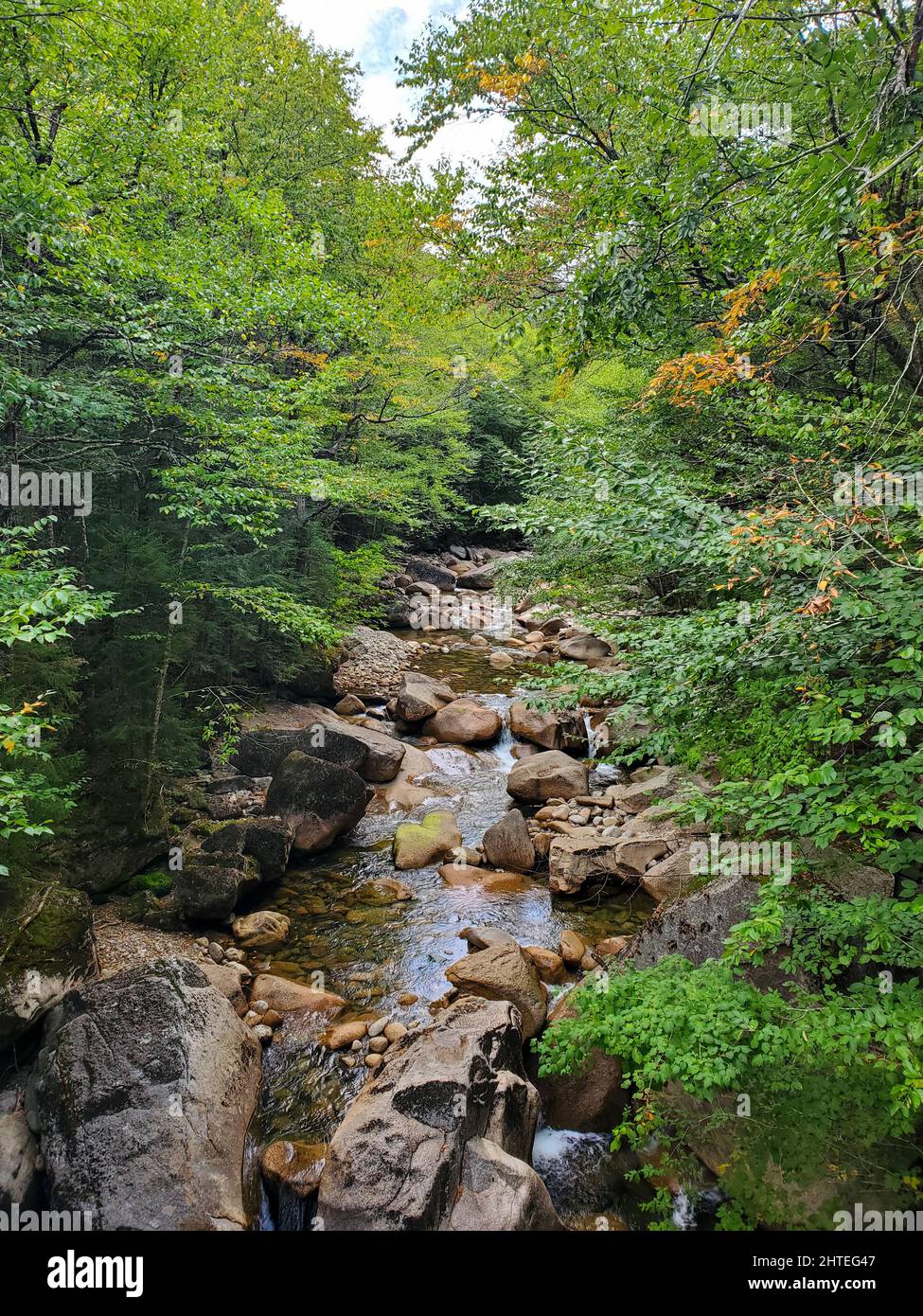 Vertical shot of lush greenery surrounding a river stream at the Flume ...