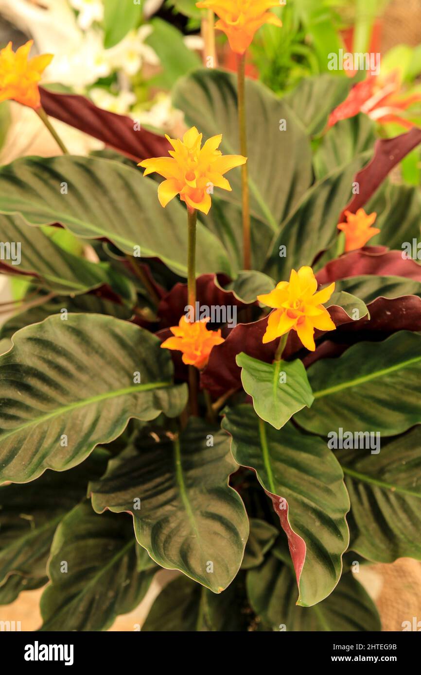 Beautiful colorful Calathea Crocata plants in the garden Stock Photo ...