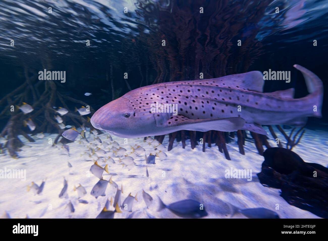 Stegostoma tigrinum hi-res stock photography and images - Alamy