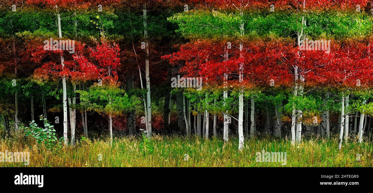 Aspen trees with white trunks during summer lush green and red leaves ...