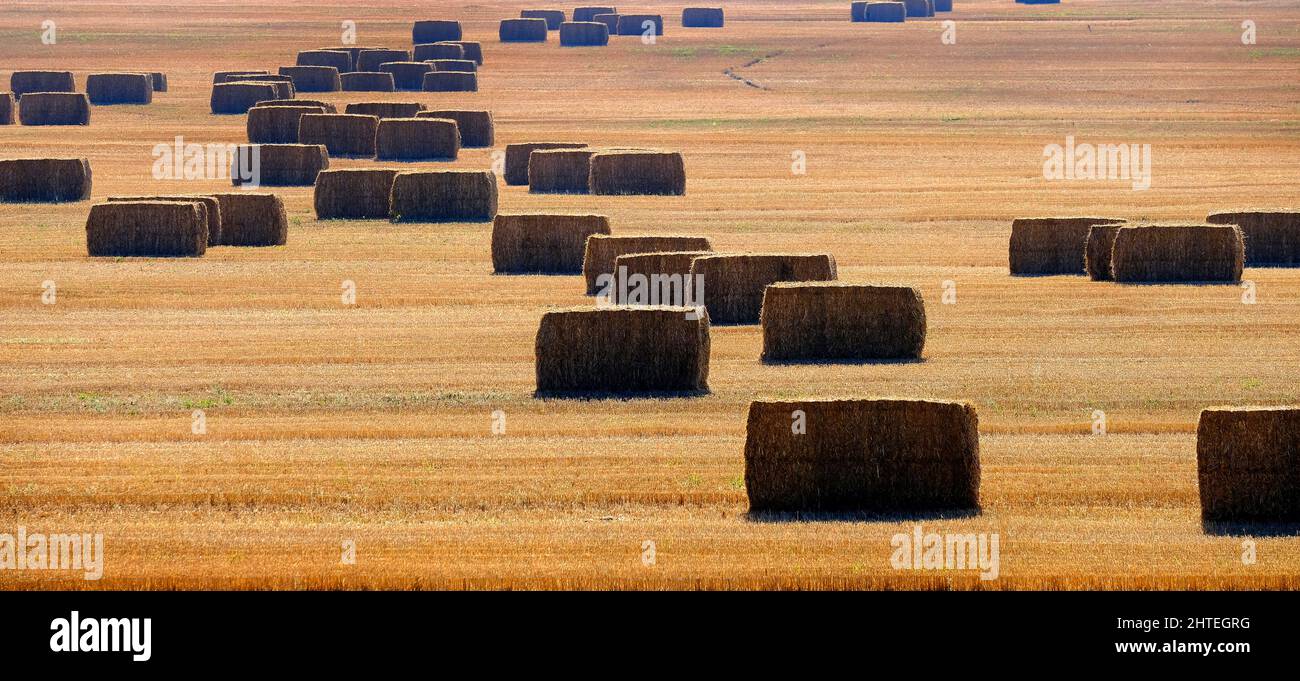 Rows of hay bales in farm field ready for harvest farming Stock Photo ...