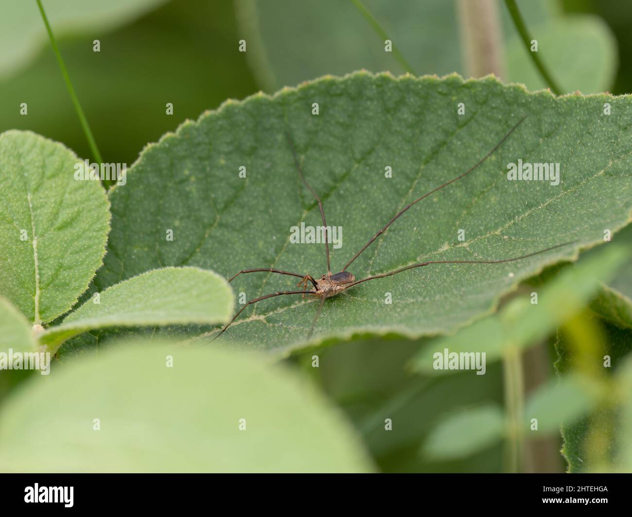 Harvestman leiobunum rotundum hi-res stock photography and images - Alamy