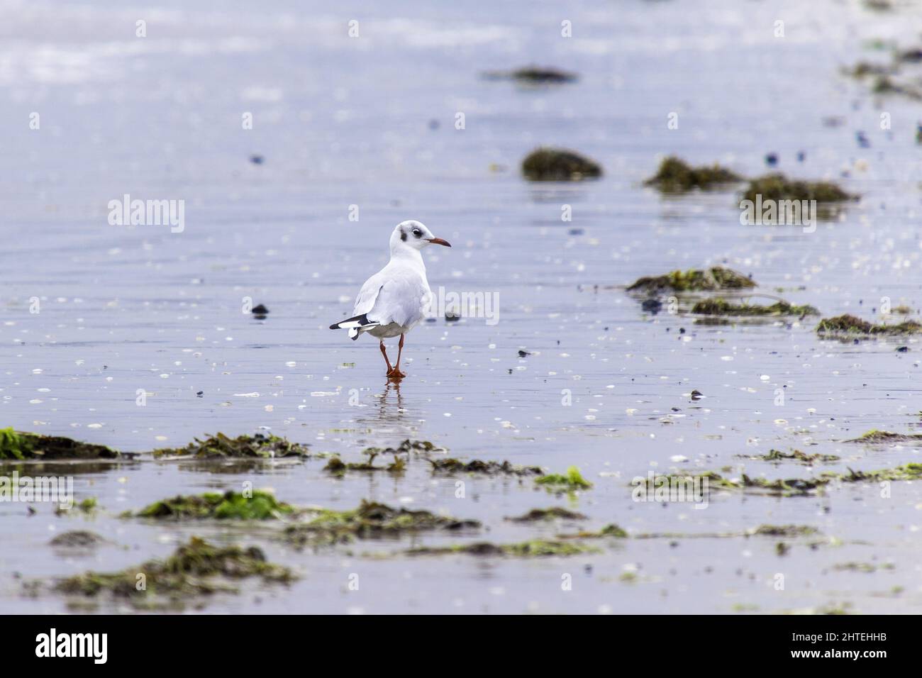 Beautiful shot duck seagull hi-res stock photography and images - Alamy
