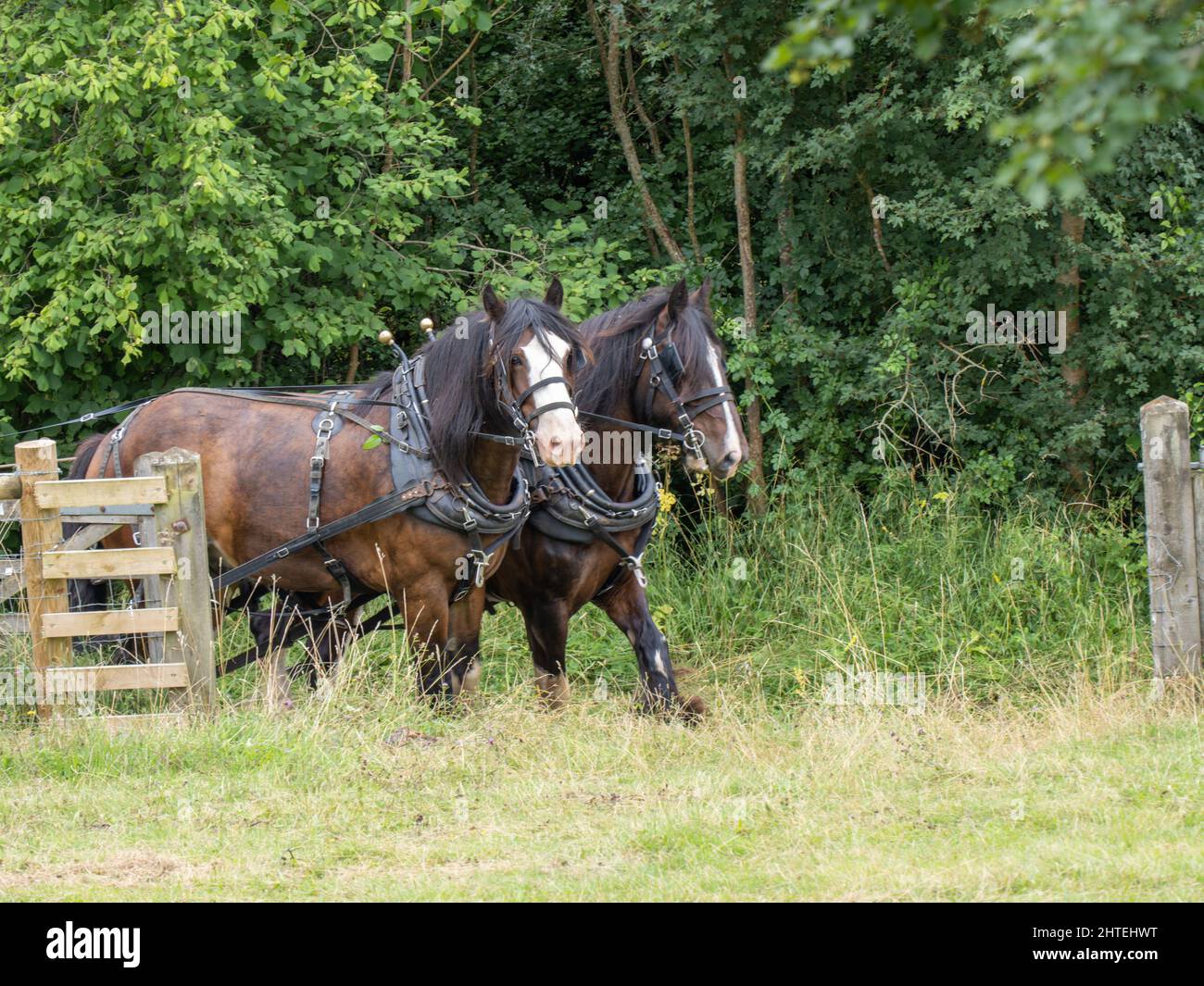 Working shire carthorse hi-res stock photography and images - Alamy