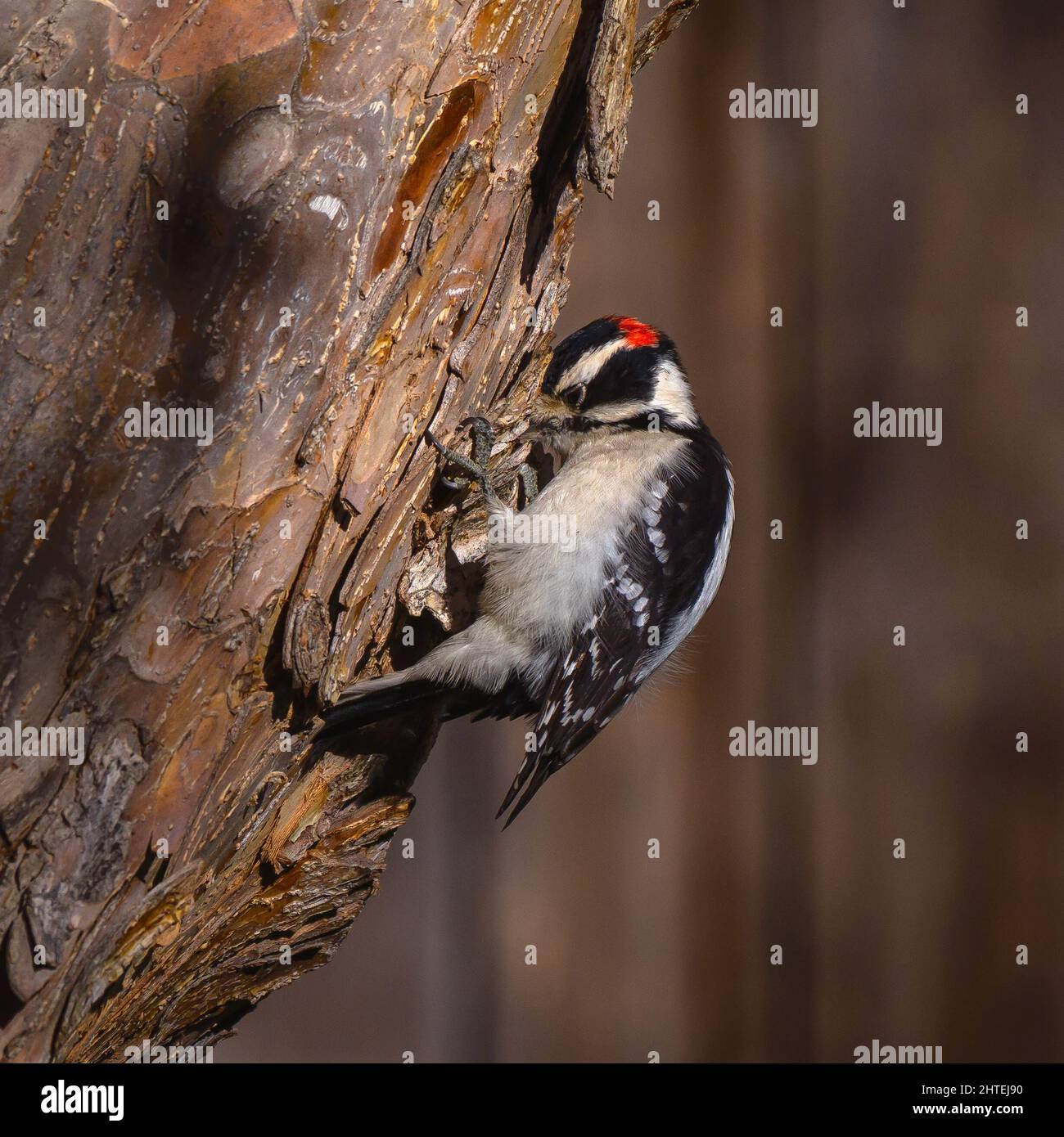 Claws bird close up hi-res stock photography and images - Alamy