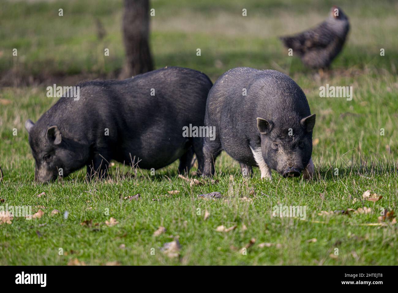 Shot of a bellied pigs eating grass Stock Photo - Alamy