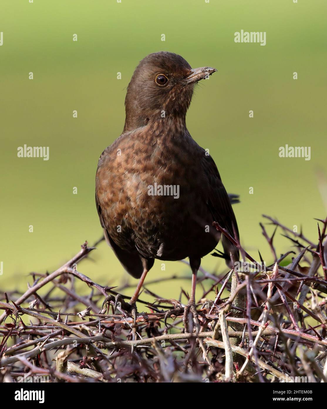 Female Blackbird (Turdus Merula Stock Photo - Alamy