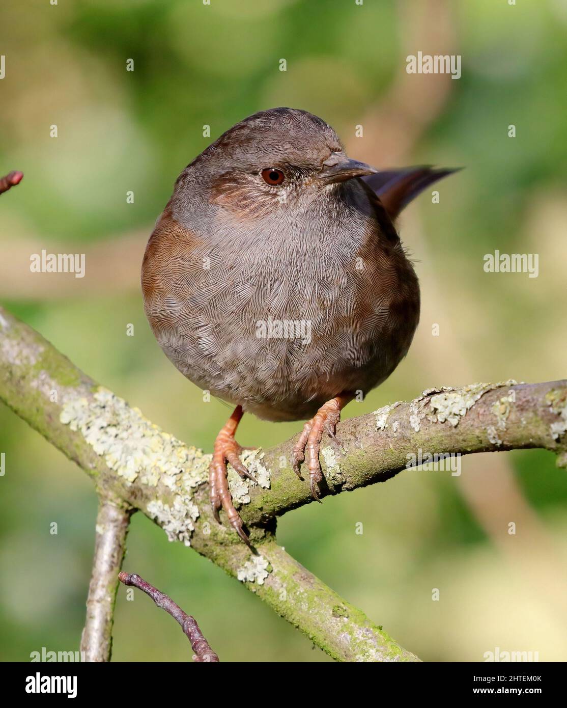 Irish sparrow hi-res stock photography and images - Alamy