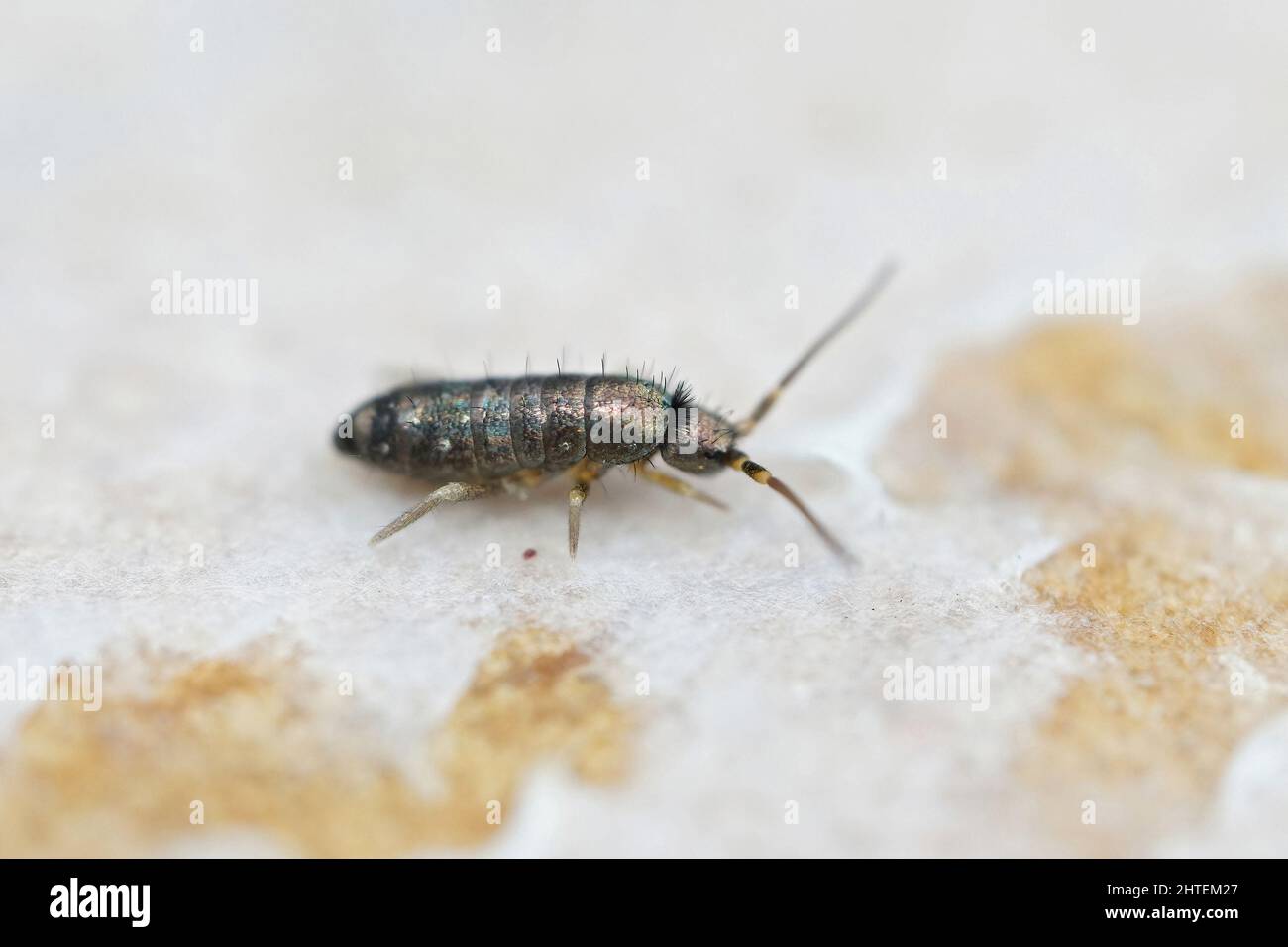 Springtail species hi-res stock photography and images - Alamy