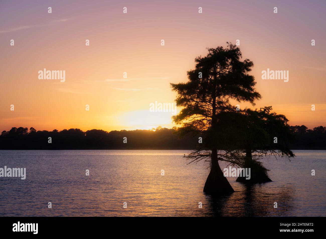 Beautiful view of a trees growing in water during a sunrise Stock Photo ...