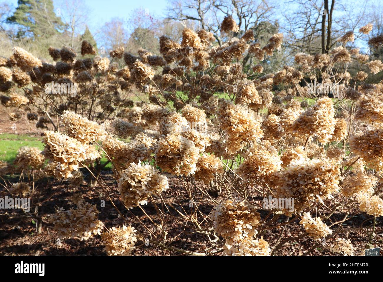 Winter scene showing dried brown hydrangea flower heads on bush Stock ...