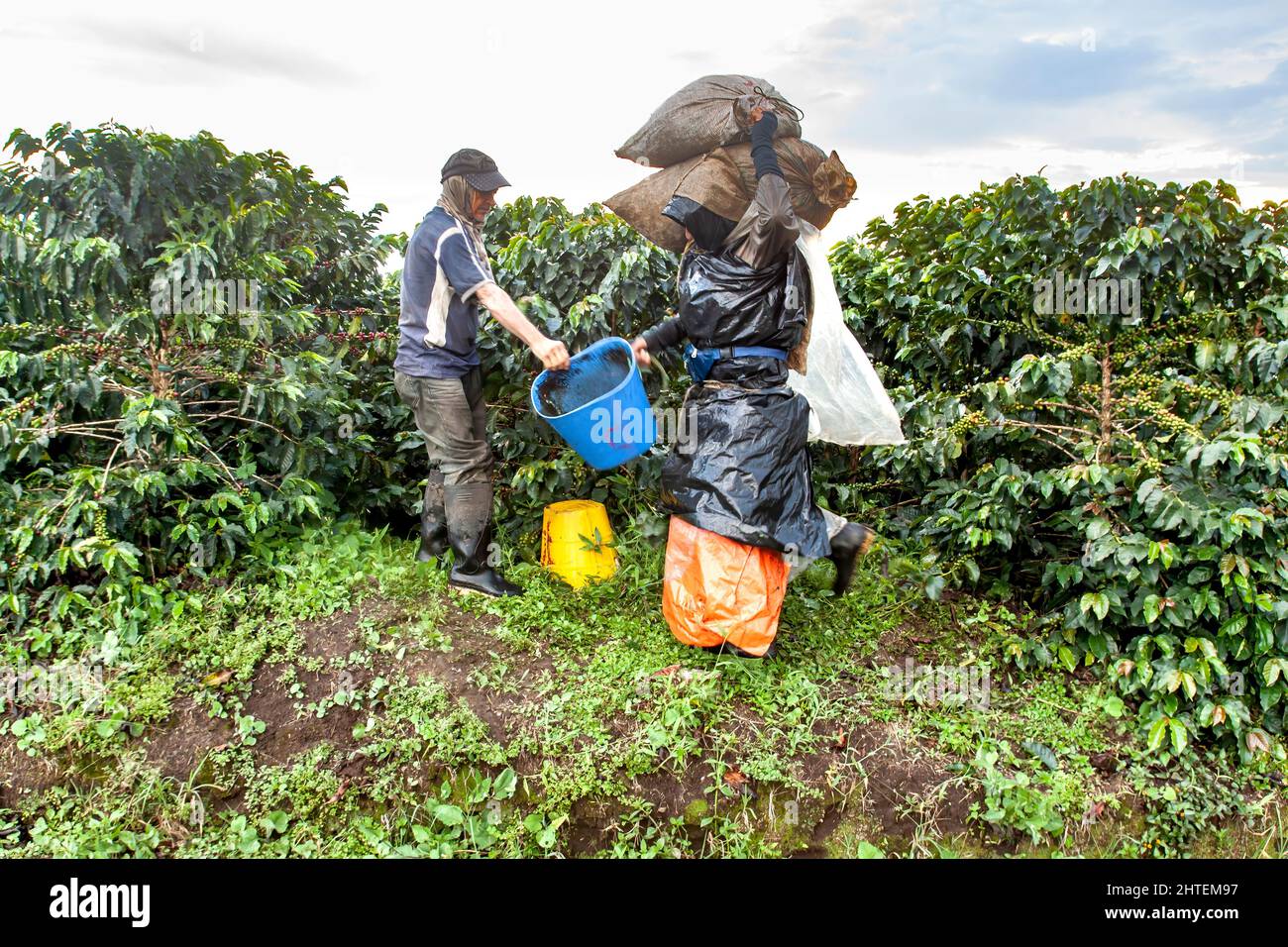 Coffee farm workers, Colombia Stock Photo - Alamy