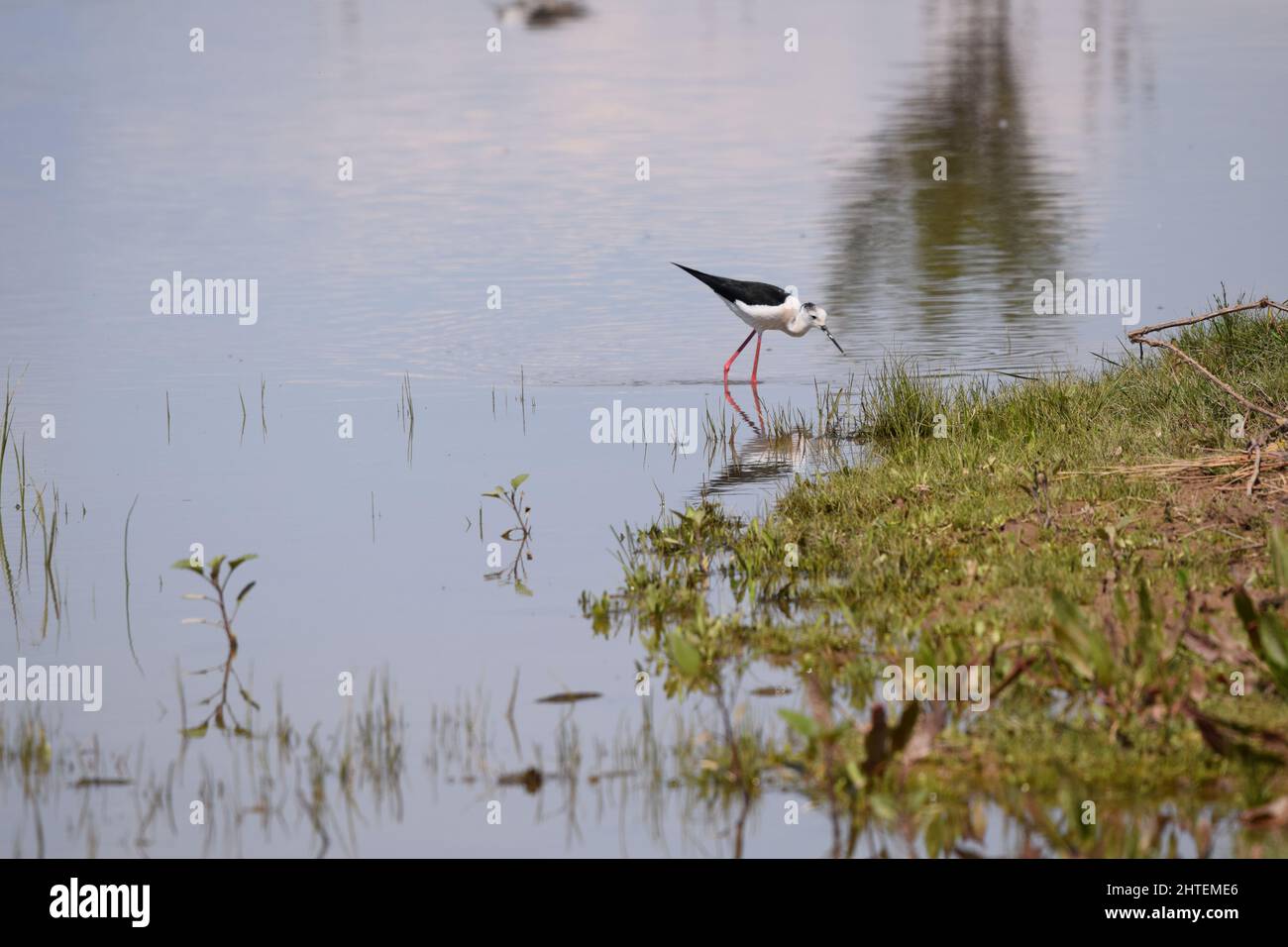 Closeup of black-necked stilt birds in a pond during daylight Stock ...