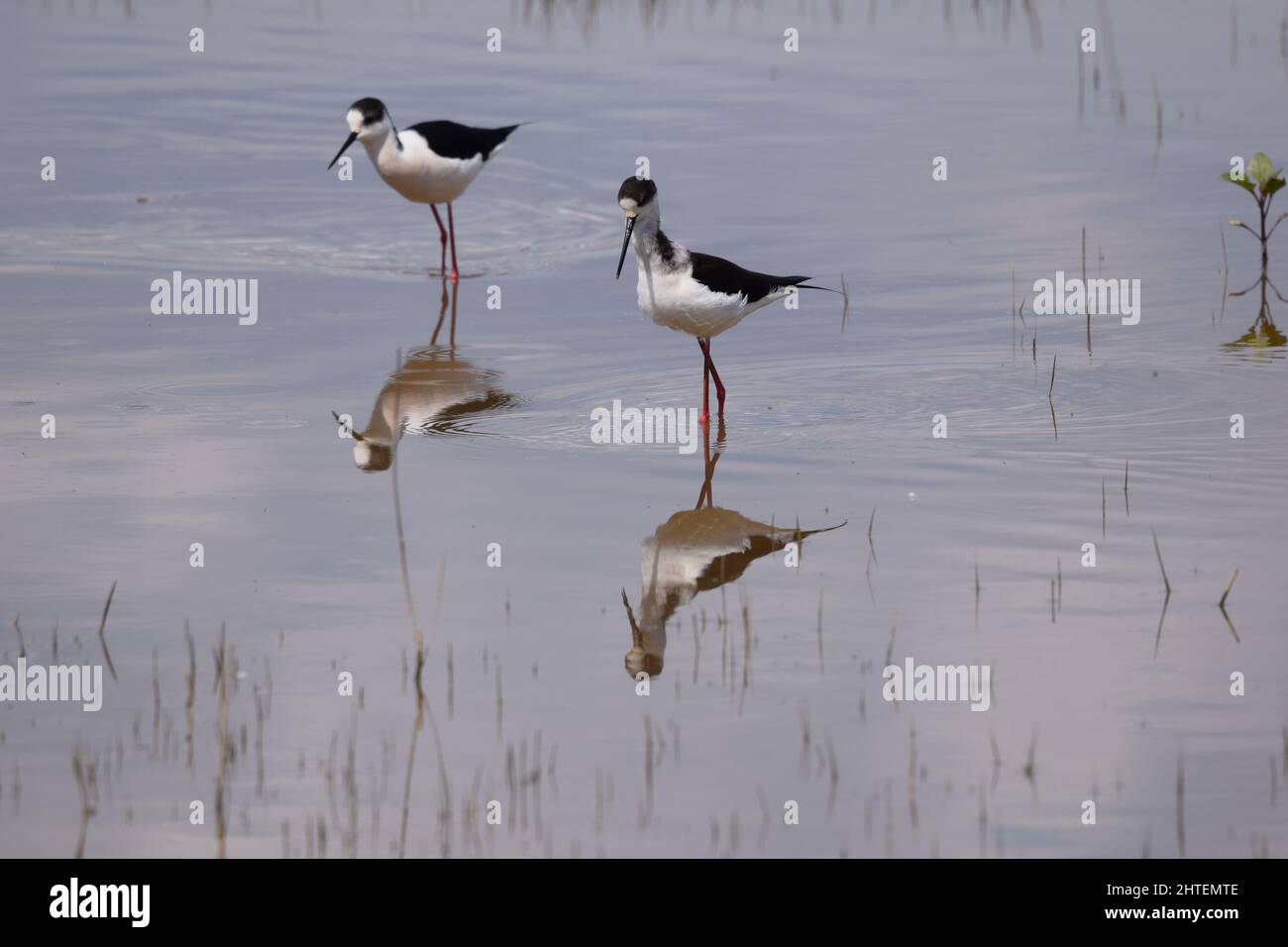 Closeup of black-necked stilt birds in a pond during daylight Stock ...