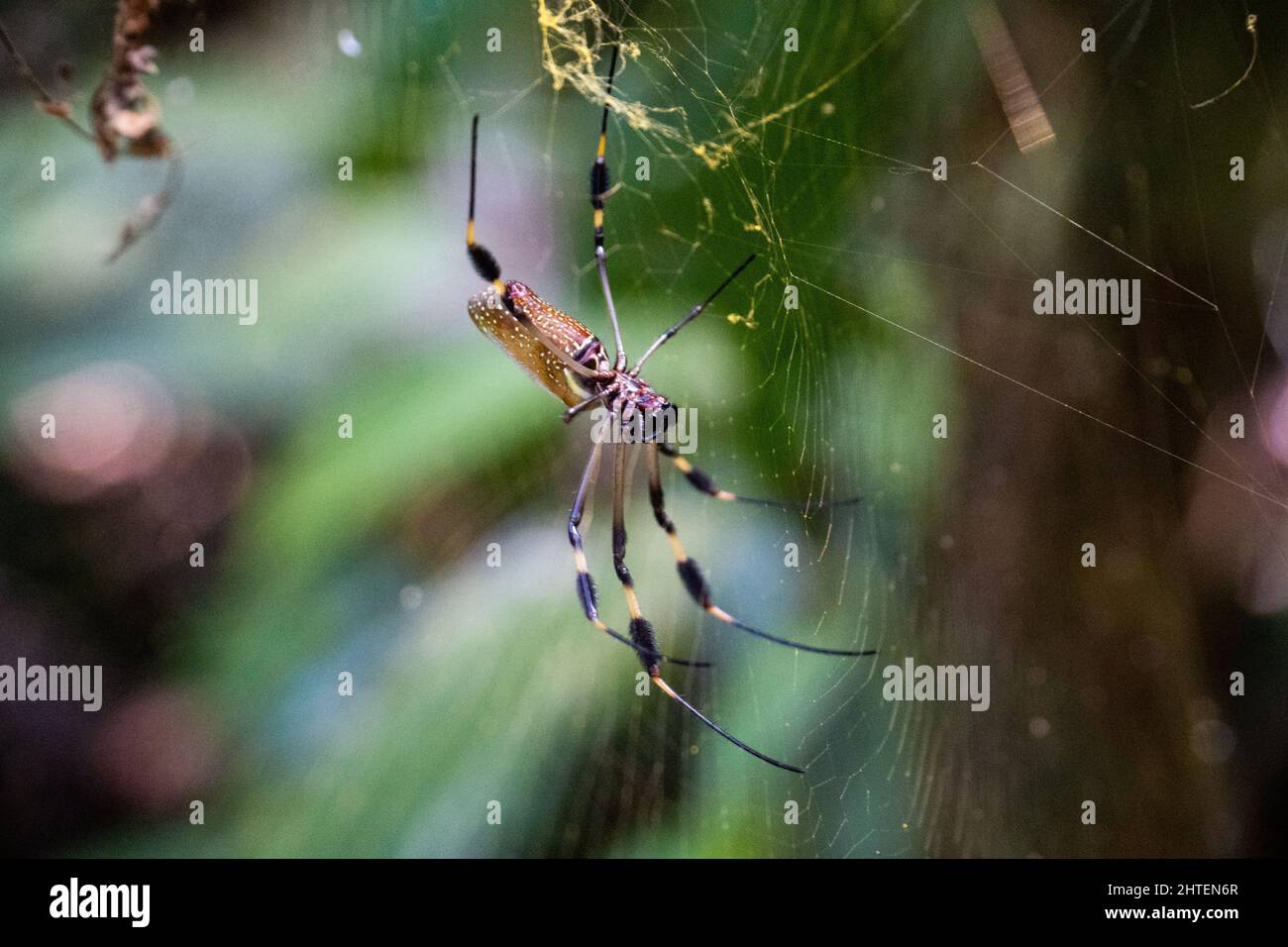 Closeup shot of the spider in the web Stock Photo - Alamy