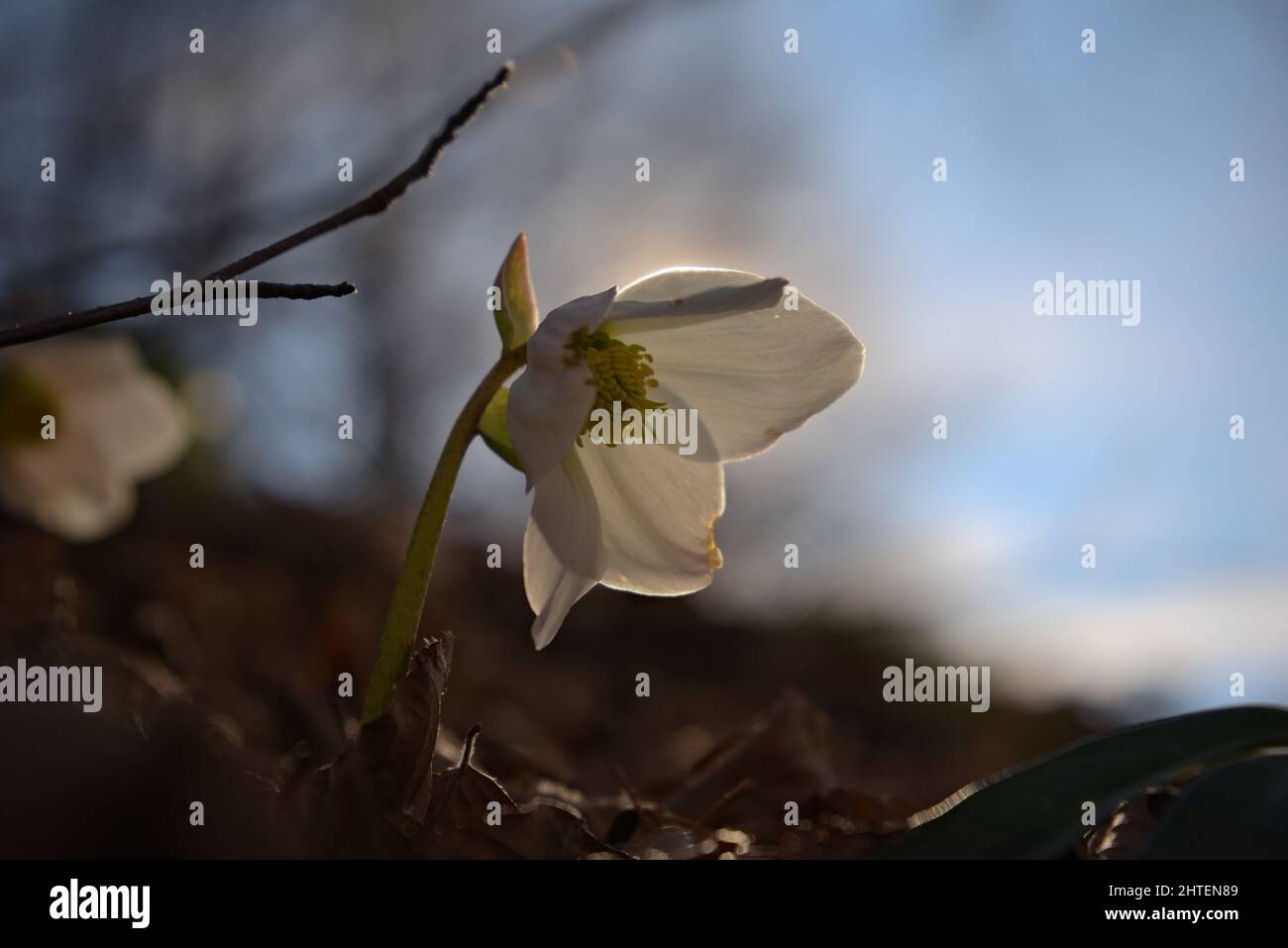 Closeup shot of a blooming white hellebore flower Stock Photo - Alamy
