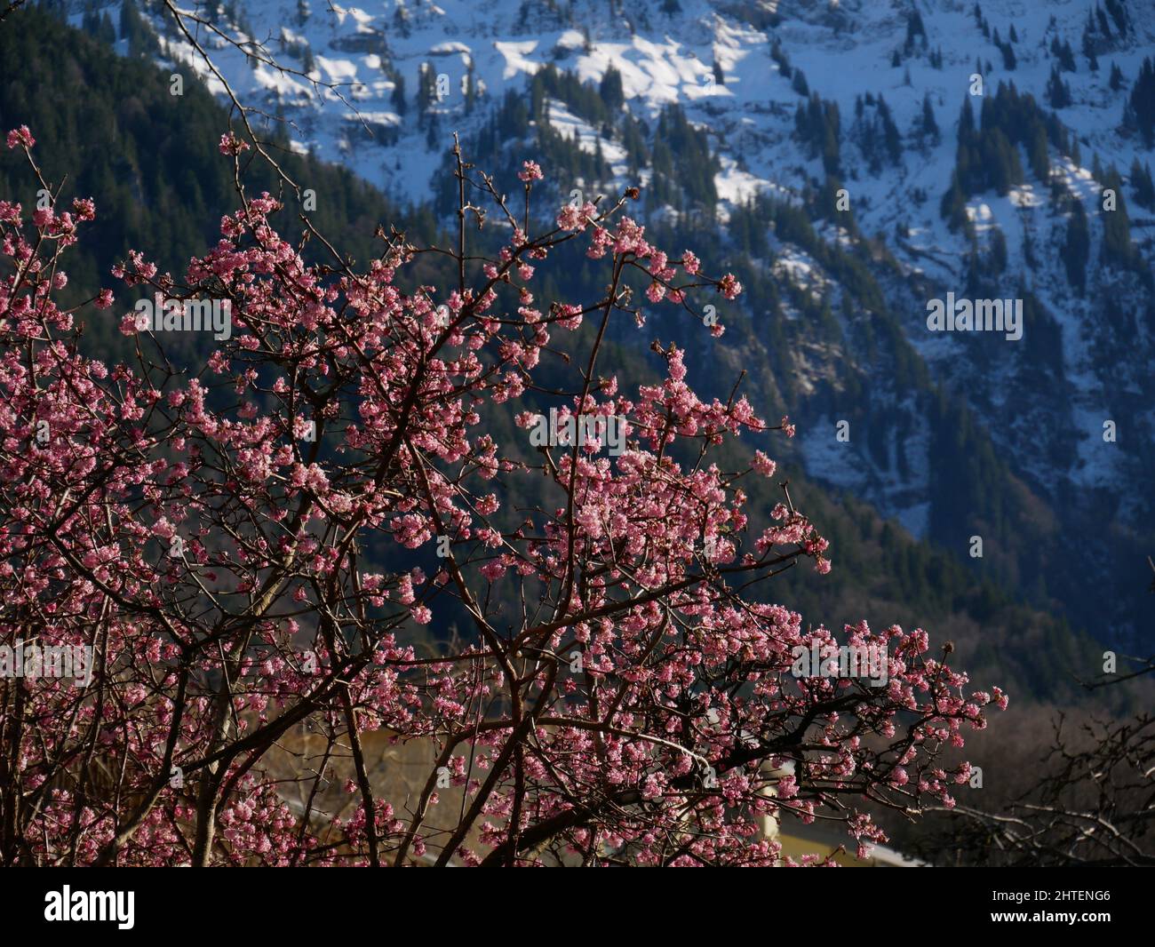 Blooming tree with pink flowers against the Alps Stock Photo - Alamy