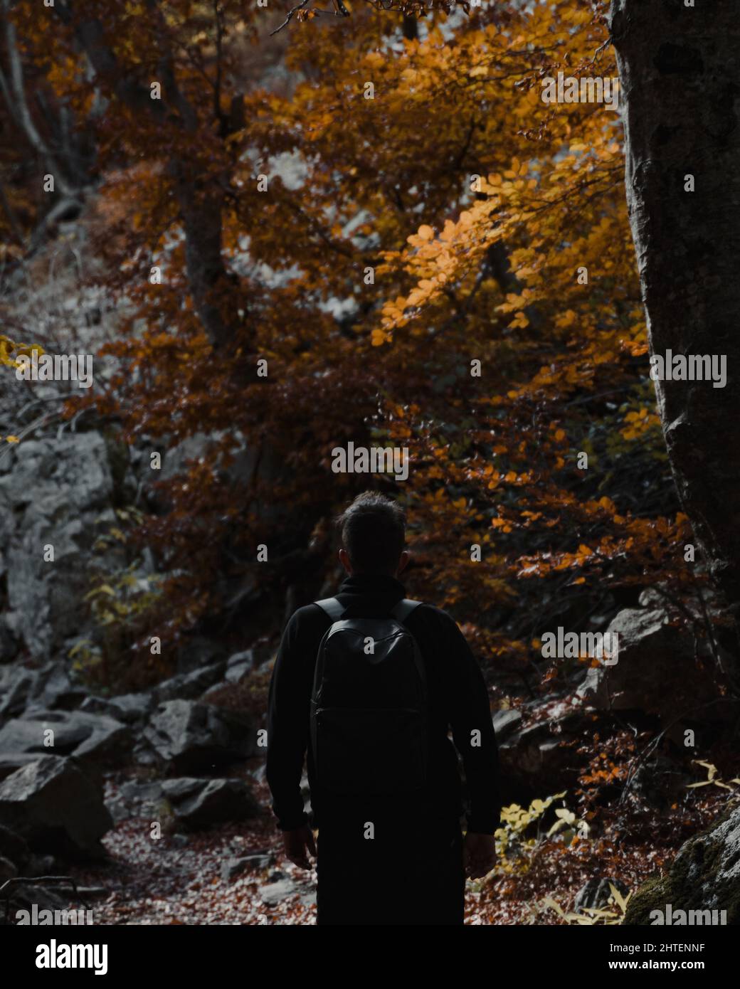 Vertical back view of a hiker walking along a route in an autumn forest ...