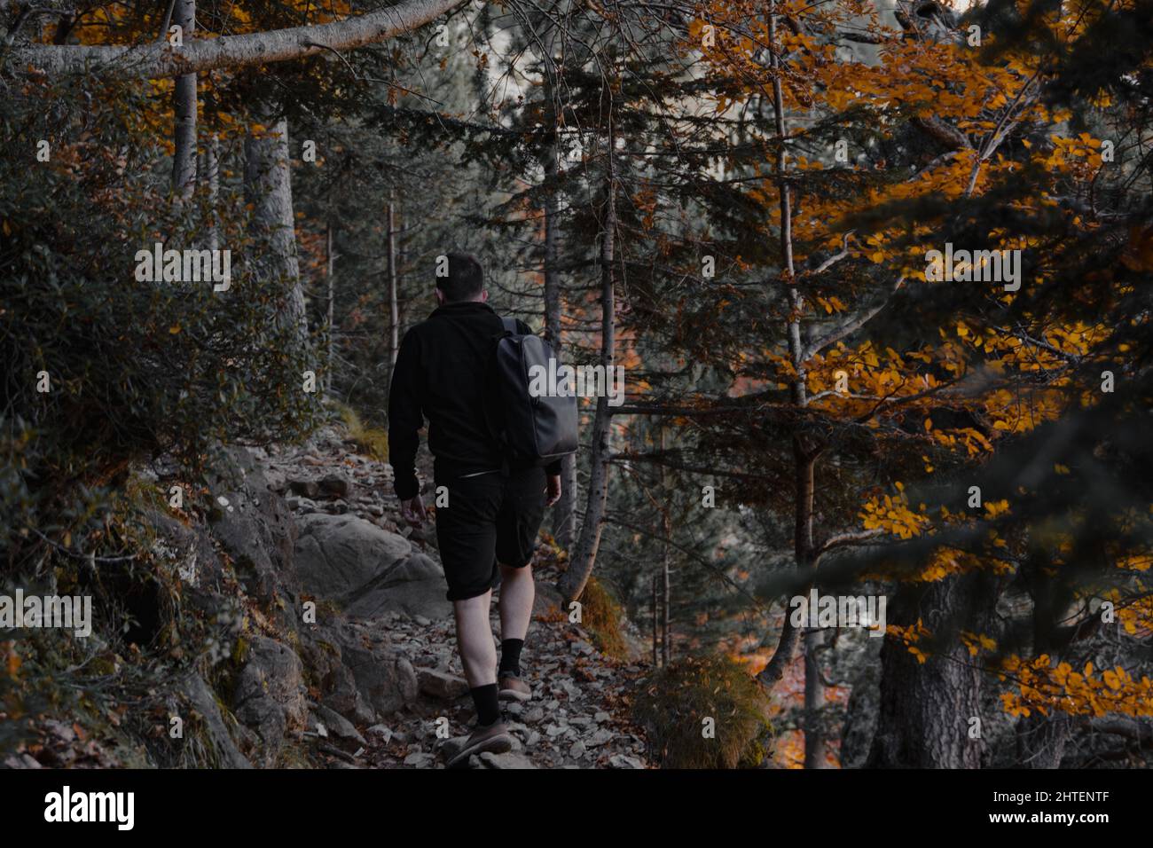 Back view of a hiker walking along a route in an autumn forest Stock ...
