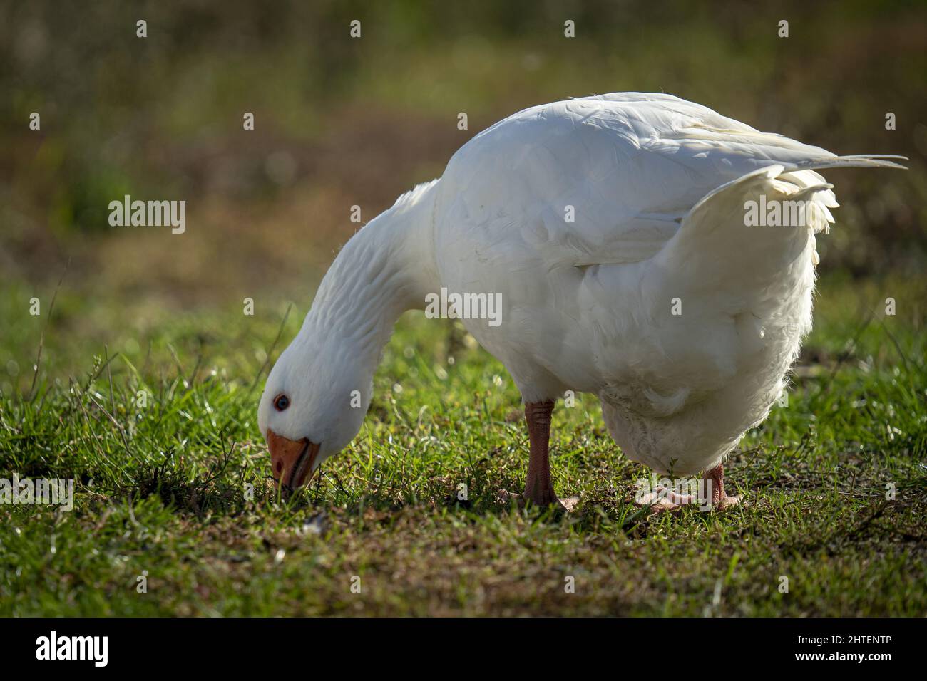 Closeup shot of a goose foraging on a field Stock Photo - Alamy